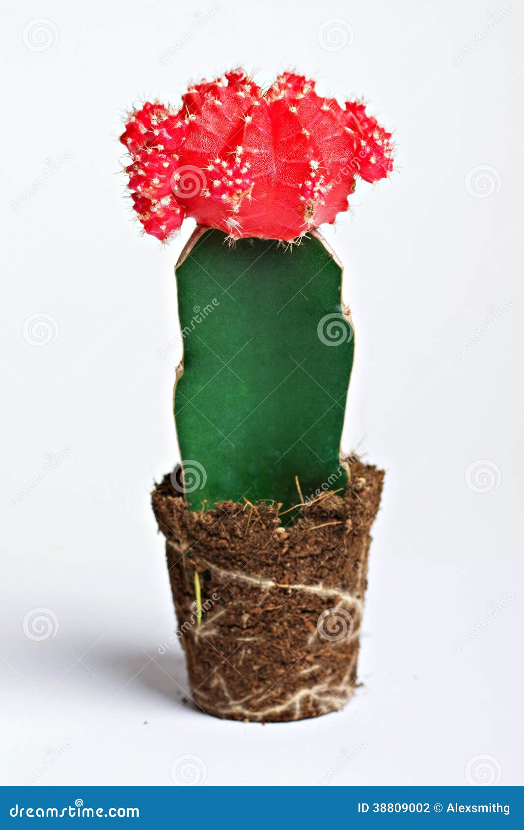 Cactus with red flower stock photo. Image of object, flower - 38809002
