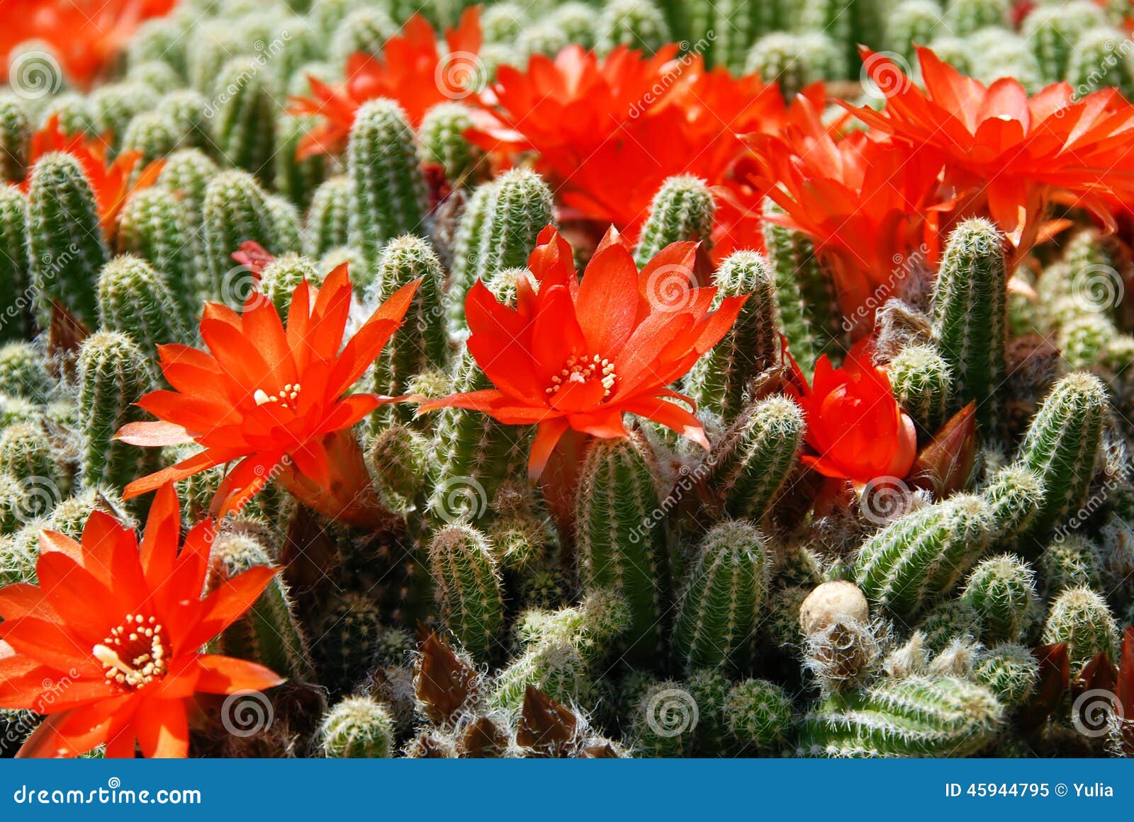 Cactus red flowers stock image. Image of planting, flower - 45944795