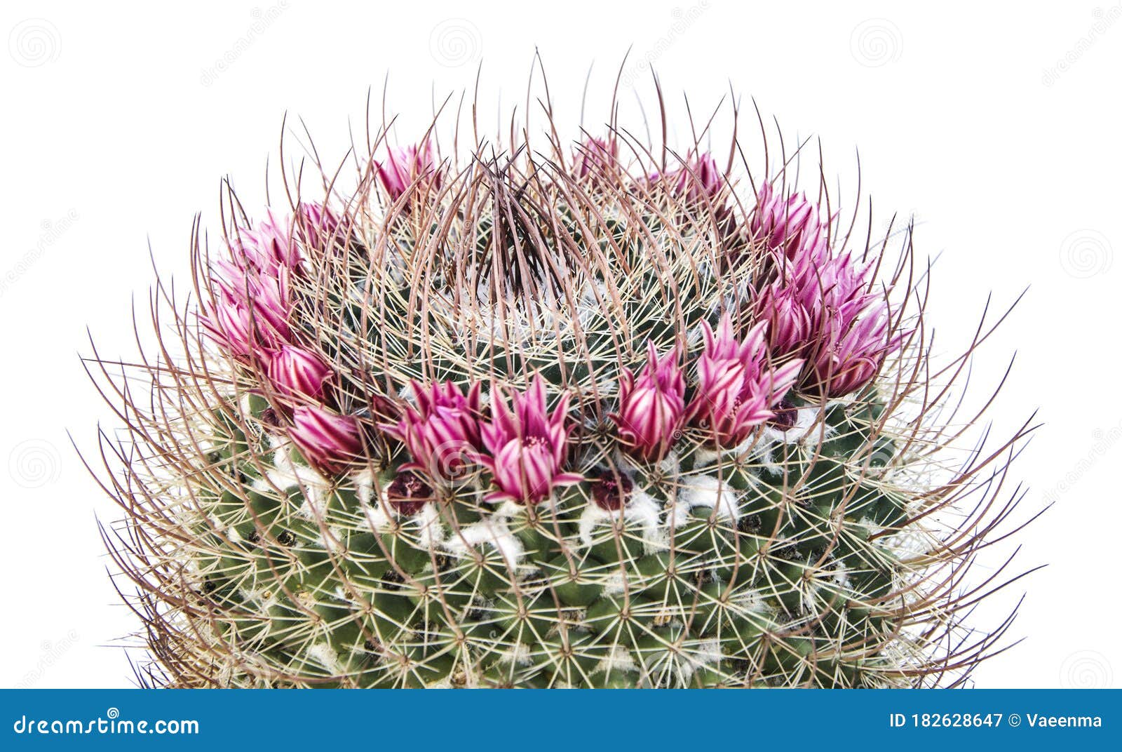 Cactus with Red Flowers Isolated on White Stock Image - Image of white ...