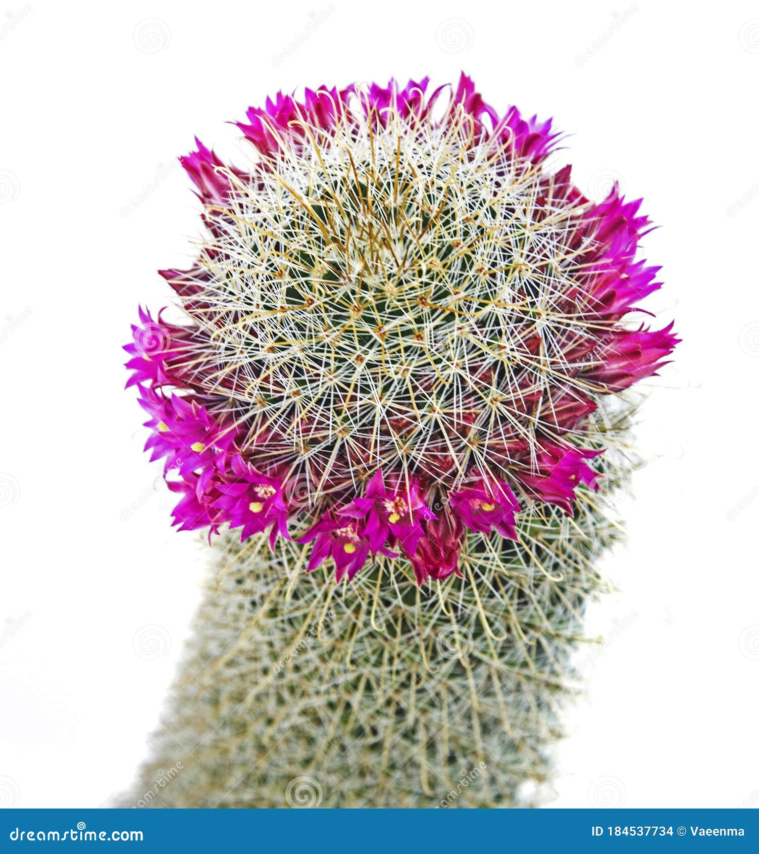 Cactus with Red Flowers Isolated on White Stock Photo - Image of ...