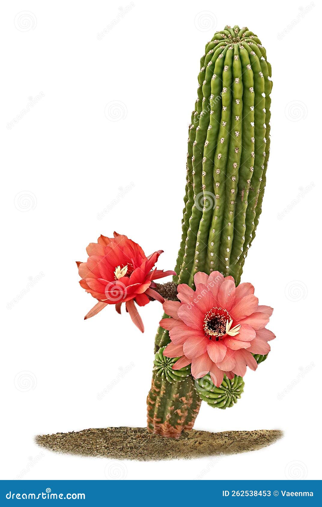 Cactus with Red Flowers Isolated on White Stock Image - Image of flora ...