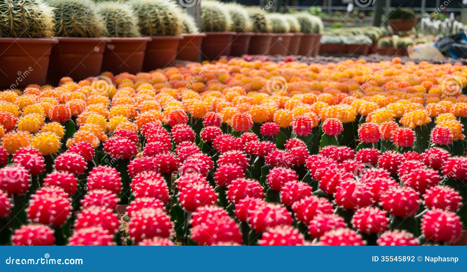 Cactus stock photo. Image of cacti, flora, gardening - 35545892