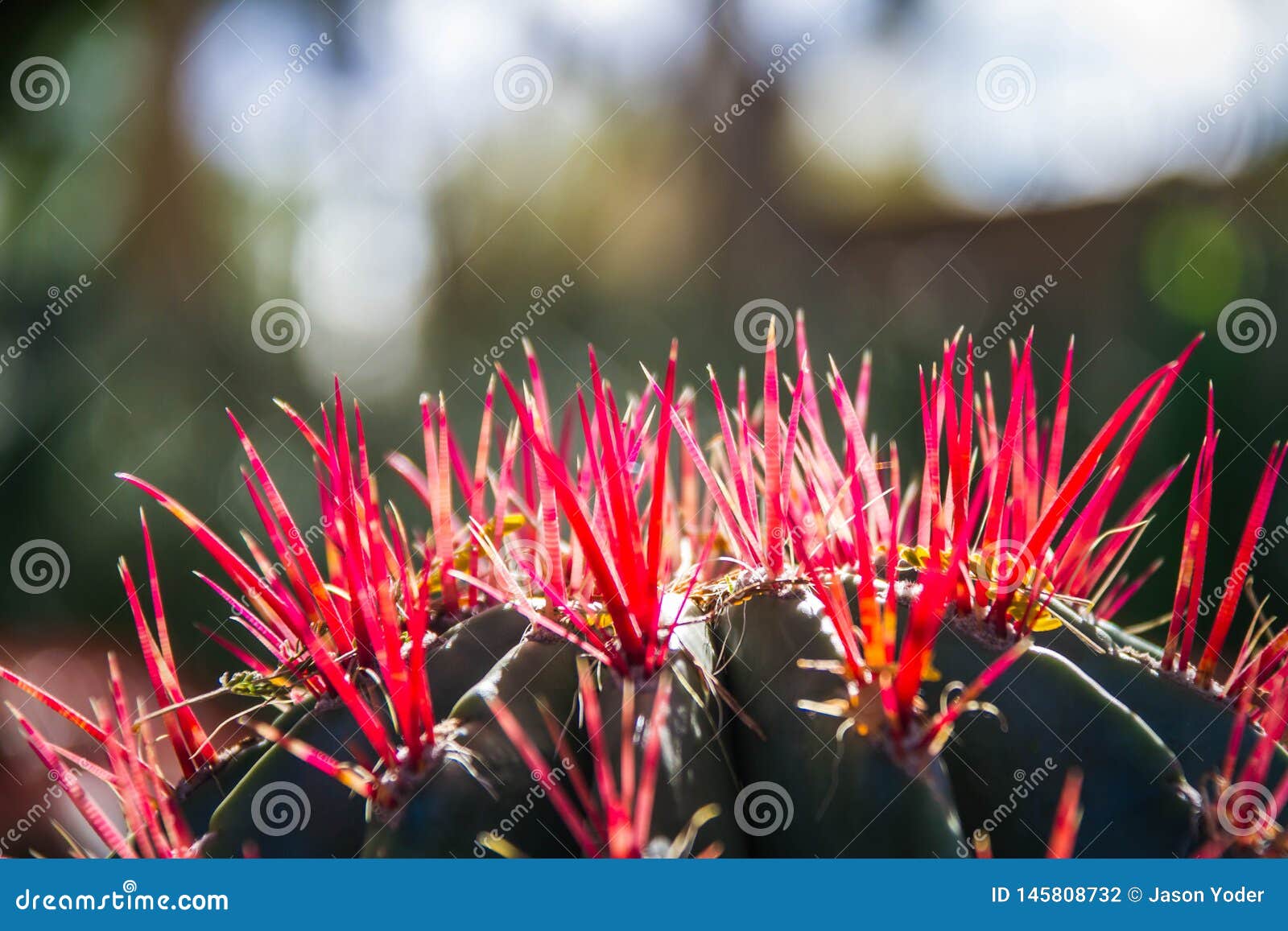 Cactus with Red Spikes stock photo. Image of warm, spikes - 145808732