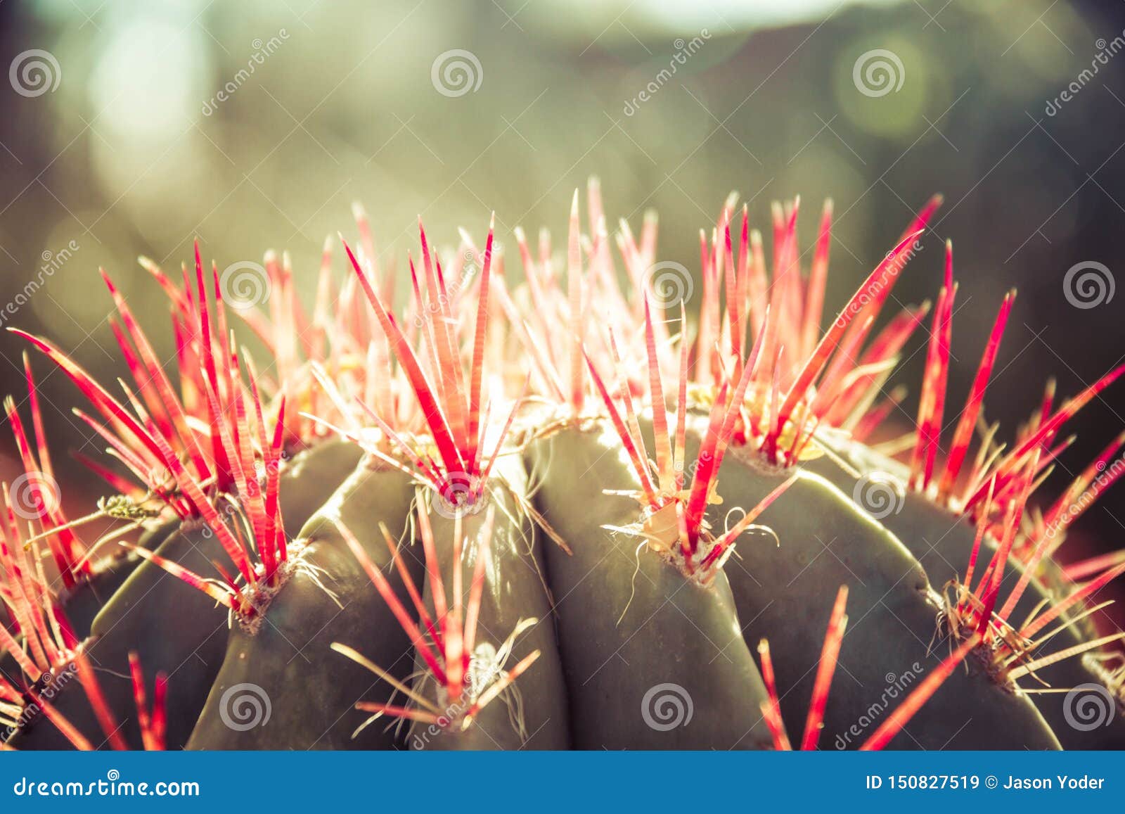 Cactus with Red Spikes stock image. Image of thorns - 150827519