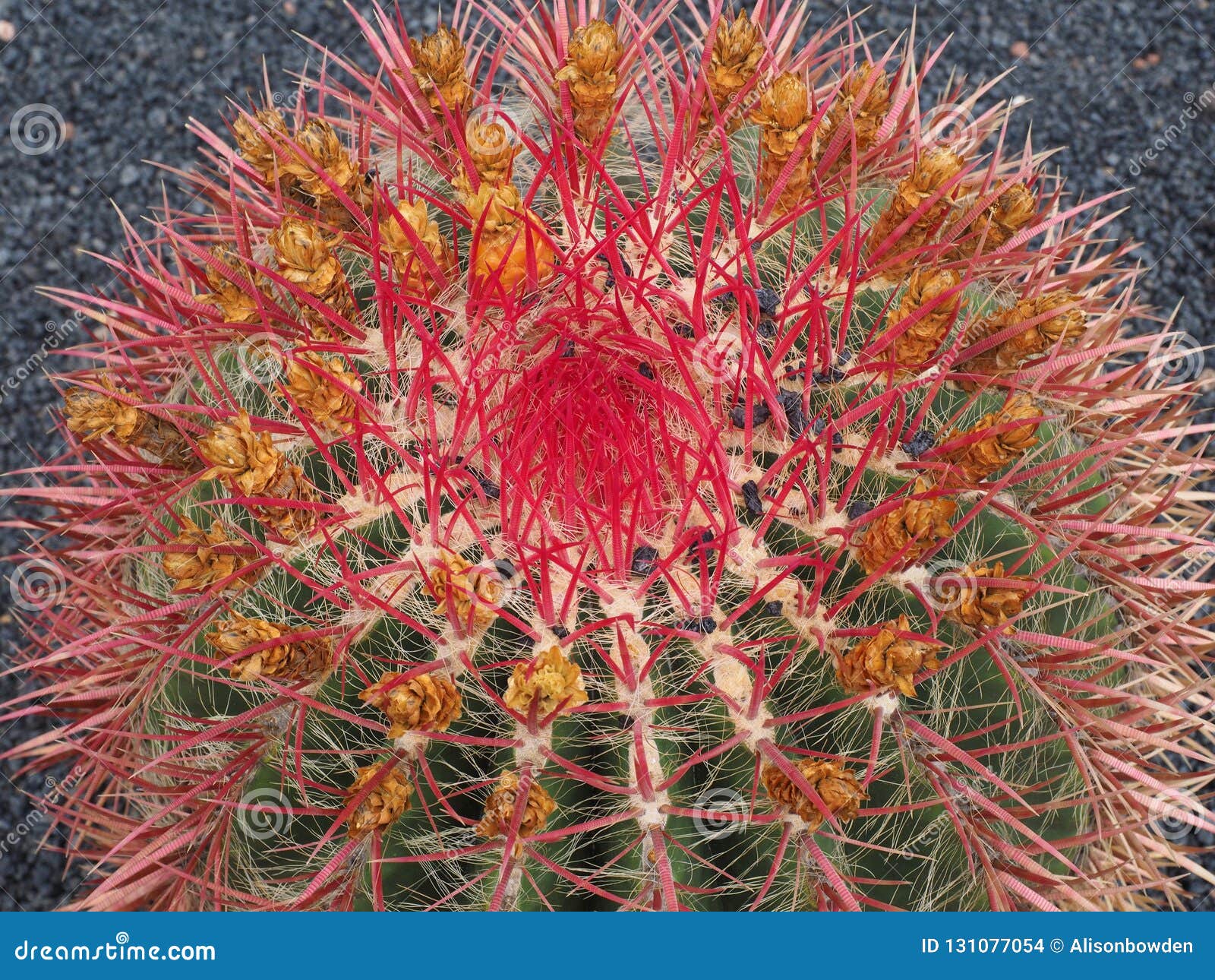 Cactus with red spines stock photo. Image of desert - 131077054