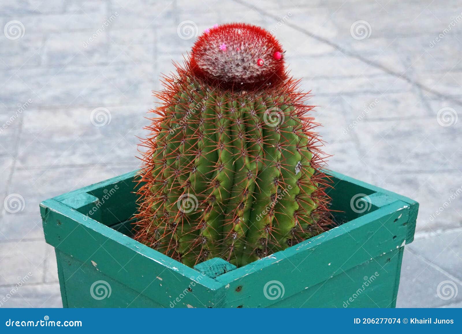Cactus with a Red Top Inside a Green Pot Stock Photo - Image of growth ...