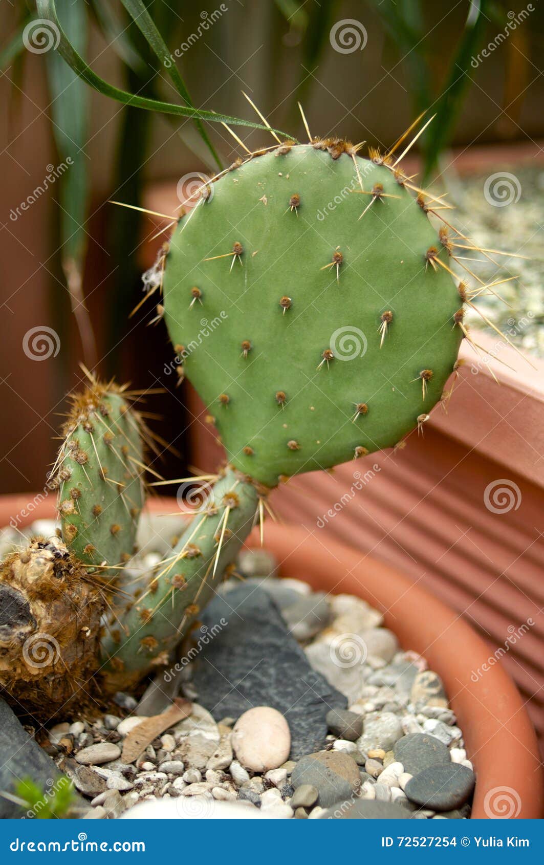 Cactus Redondo Con Las Espinas Amarillas Macras Foto de archivo ...