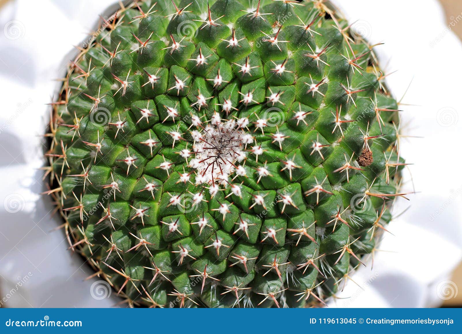 Cactus redondo del acerico imagen de archivo. Imagen de redondo - 119613045