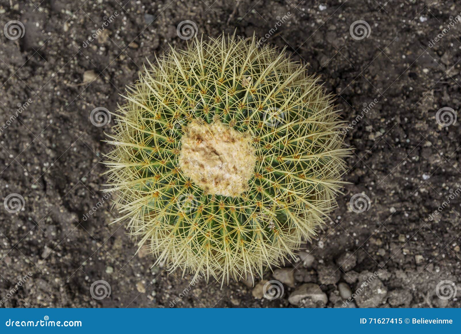 Cactus Redondo En La Tierra Imagen de archivo - Imagen de salud ...