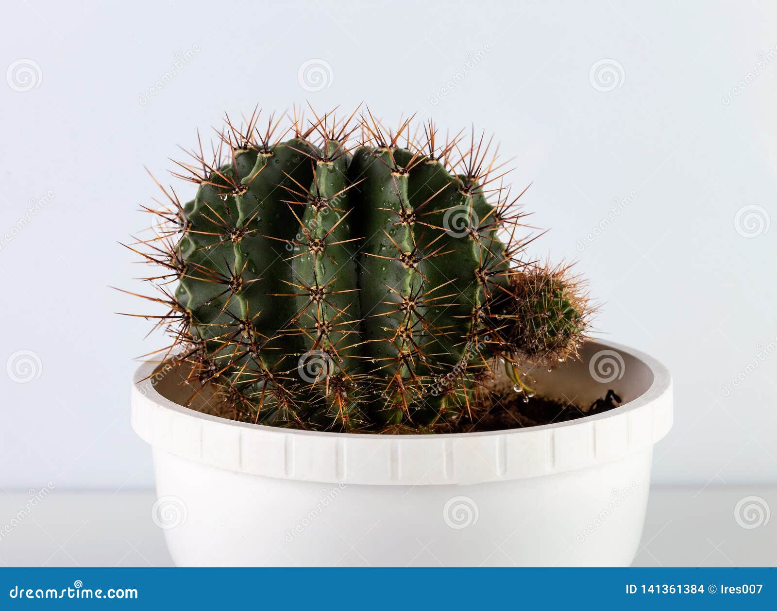 Cactus redondo en un pote foto de archivo. Imagen de hoja - 141361384