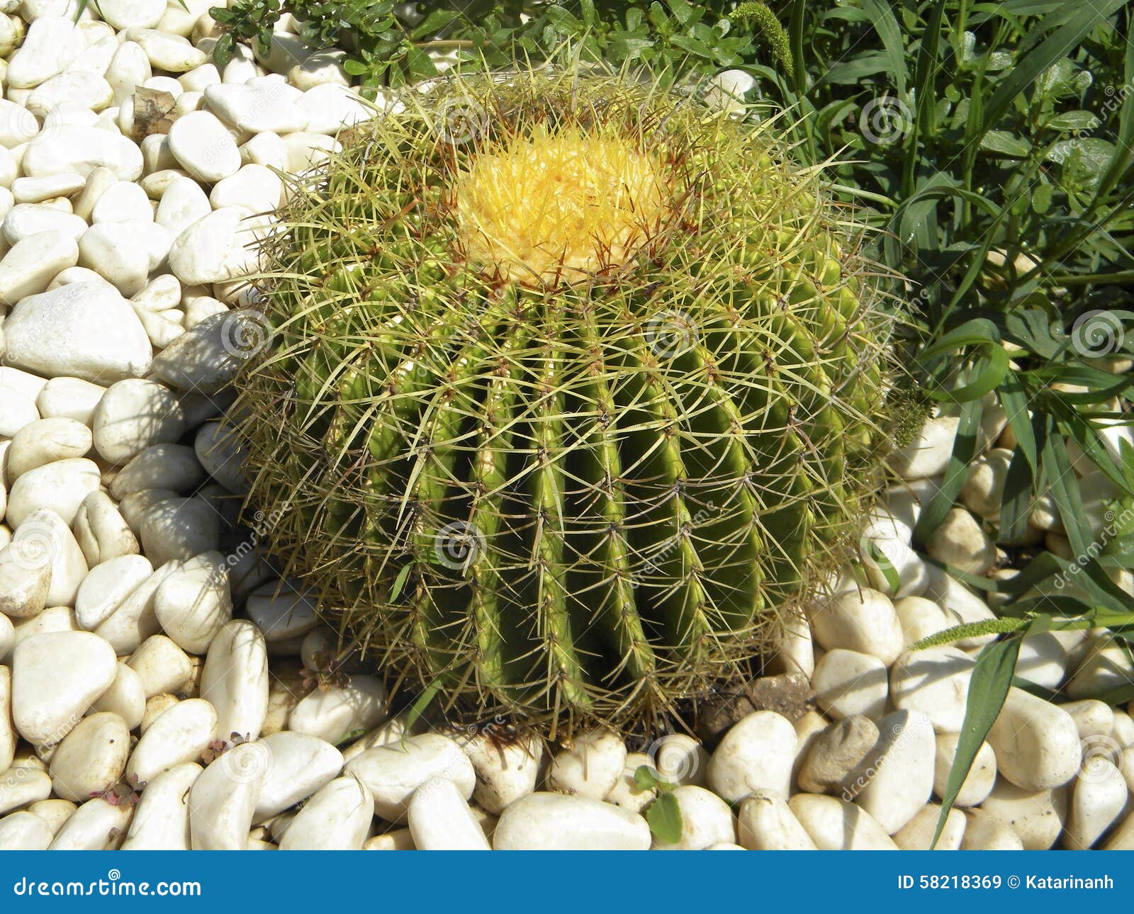 Cactus redondo grande imagen de archivo. Imagen de decorativo - 58218369