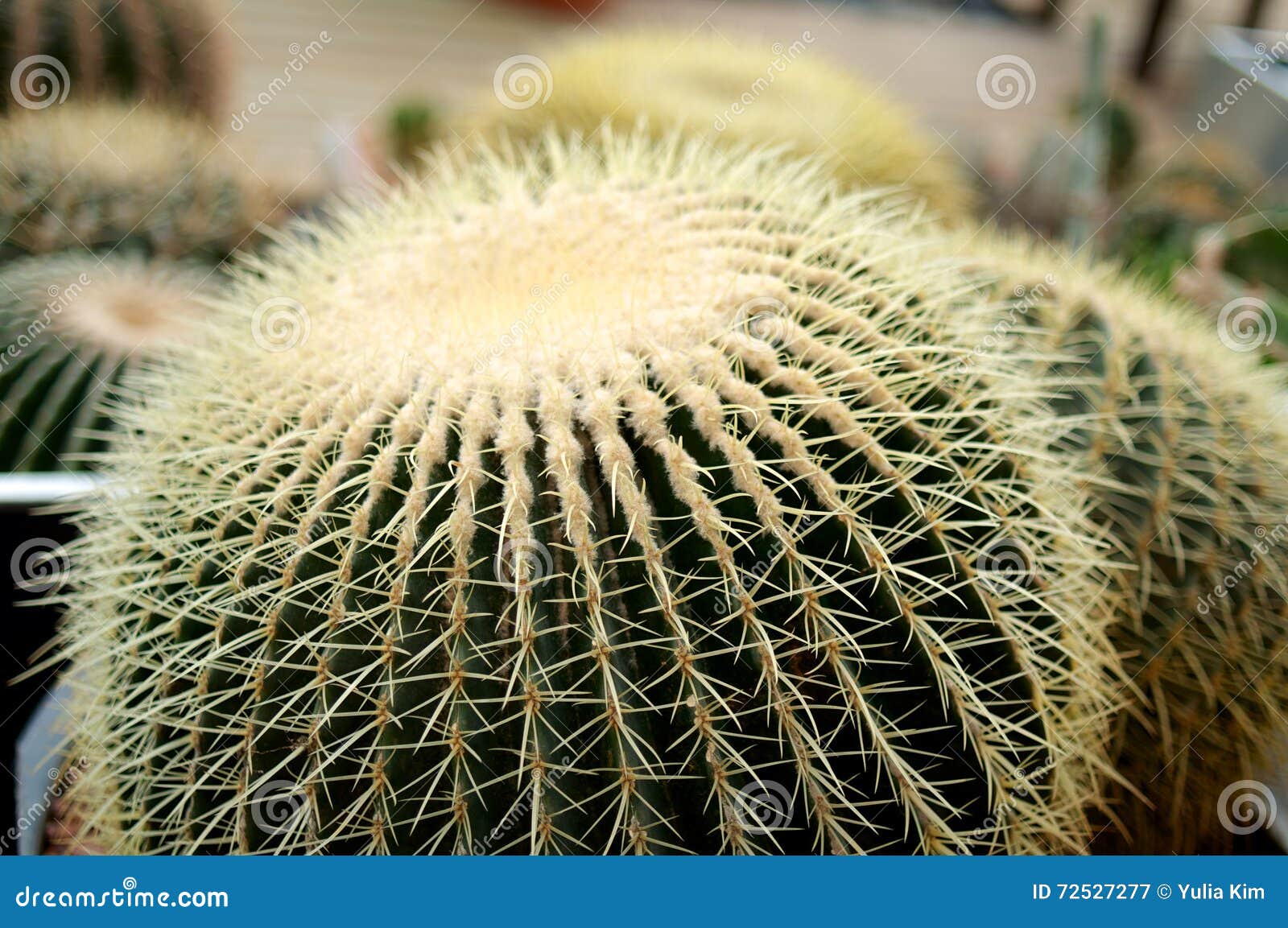 Cactus Redondo Grande Con Las Espinas Amarillas Imagen de archivo ...