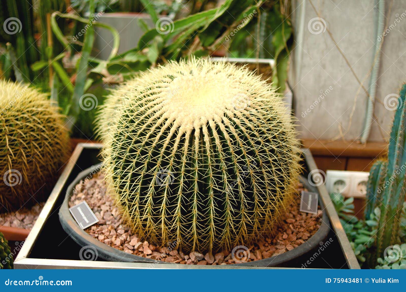 Cactus Redondo Grande Con Las Espinas Amarillas Imagen de archivo ...
