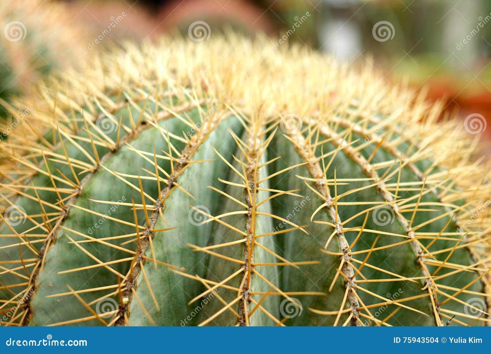 Cactus Redondo Grande Con Las Espinas Amarillas Foto de archivo ...