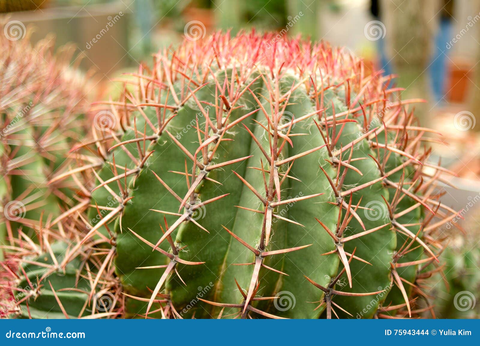 Cactus Redondo Grande Con Las Espinas Rojas Foto de archivo - Imagen de ...