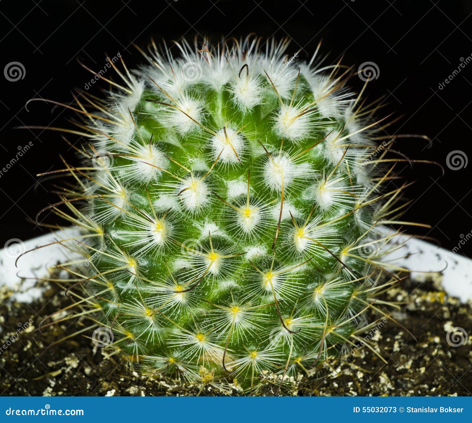 Cactus Redondo Verde Aislado Imagen de archivo - Imagen de primer ...