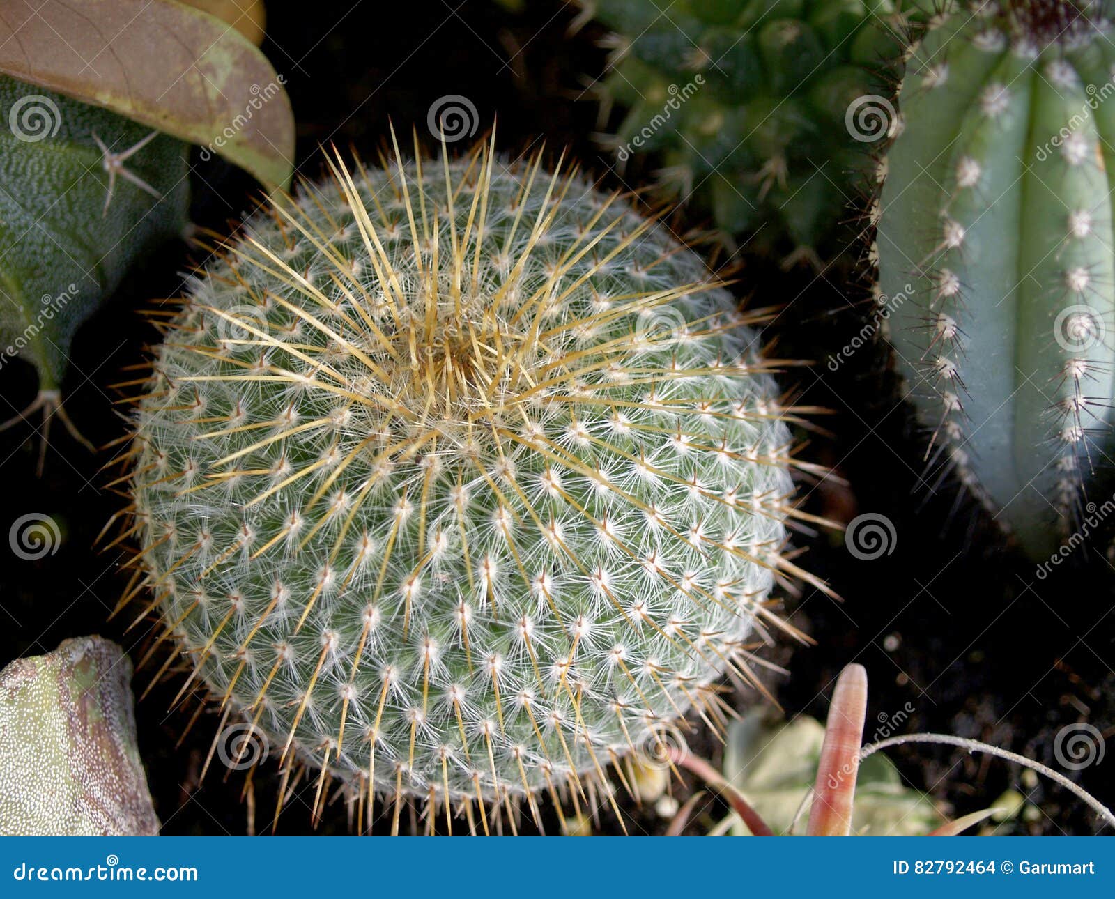 Cactus redondo y otros foto de archivo. Imagen de verde - 82792464