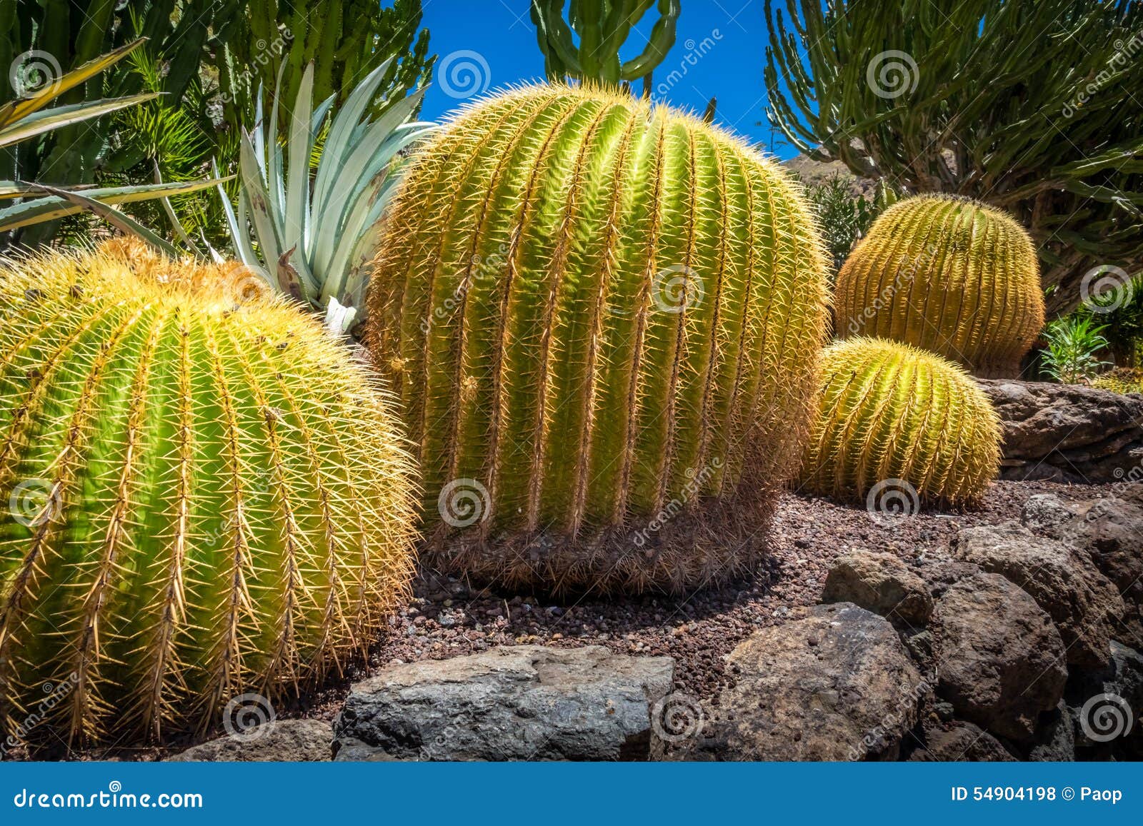 Cactus redondos grandes foto de archivo. Imagen de cacto - 54904198