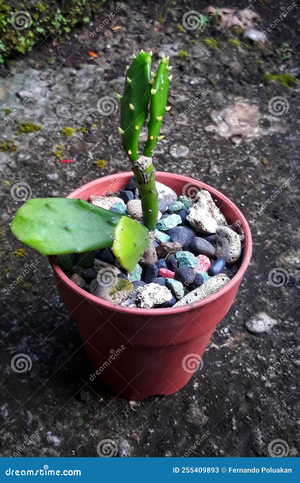 Cactus on the Ref Pot in the Ground Stock Image - Image of leaf, soil ...