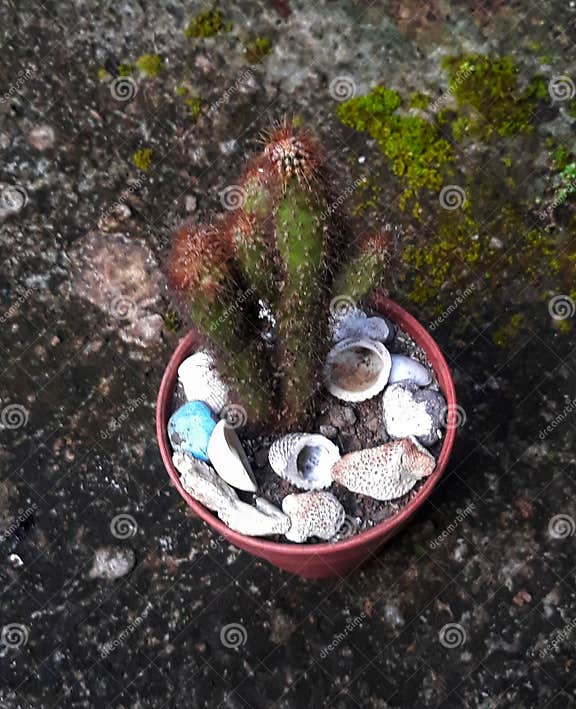 Cactus on the Ref Pot in the Ground Stock Image - Image of invertebrate ...