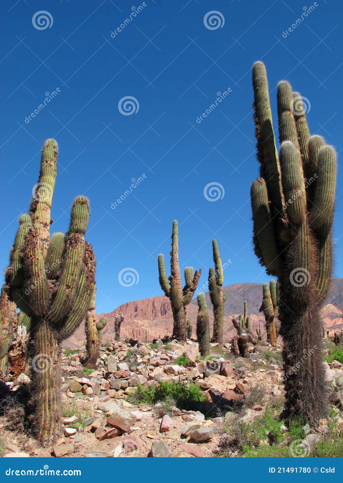 Cactus on the rock stock photo. Image of latin, colorful - 21491780