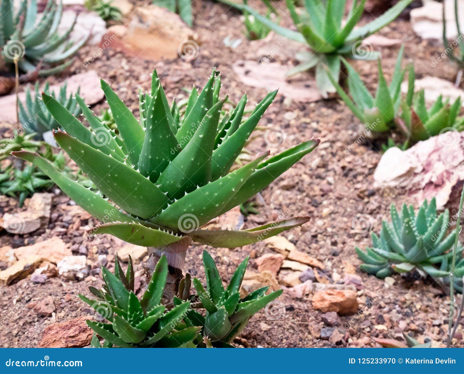 Cactus in the rock garden stock photo. Image of nature - 125233970