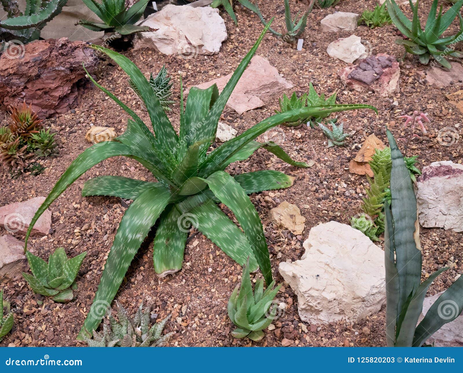 Cactus in the rock garden stock image. Image of flowering - 125820203