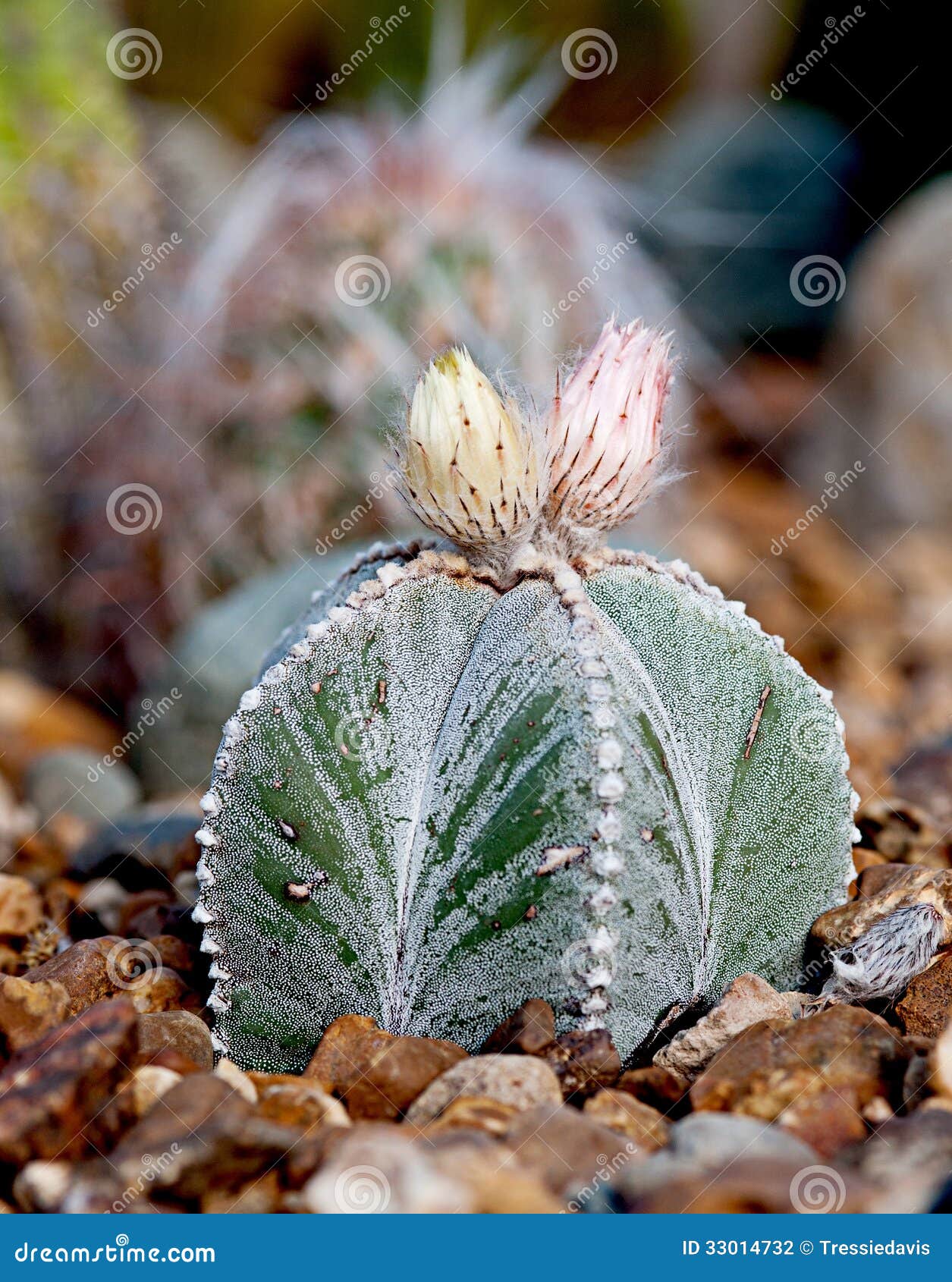 Cactus in Rocks stock photo. Image of bloom, texture - 33014732