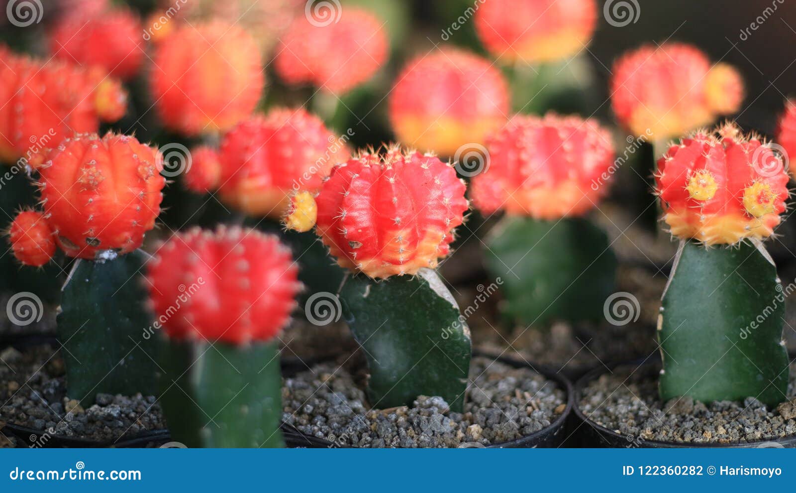 Cactus rojo foto de archivo. Imagen de hermoso, cubo - 122360282