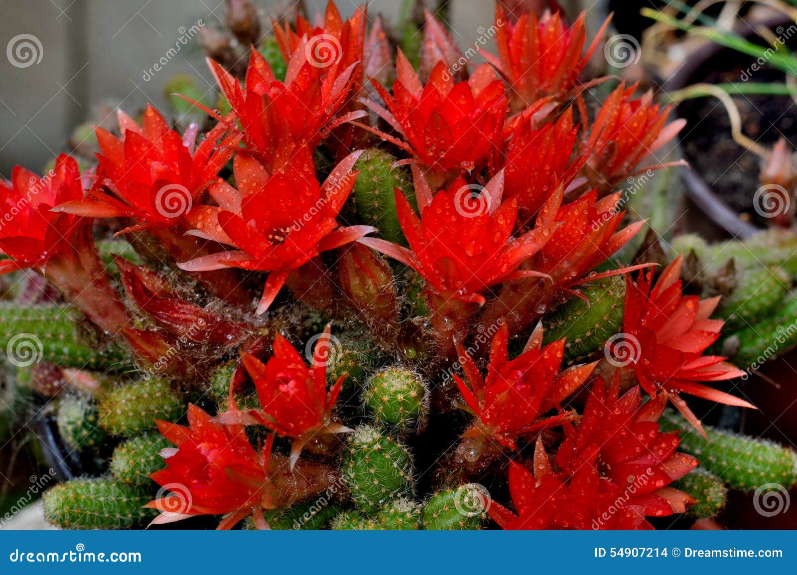 Cactus rojo foto de archivo. Imagen de flor, cubo, chipre - 54907214