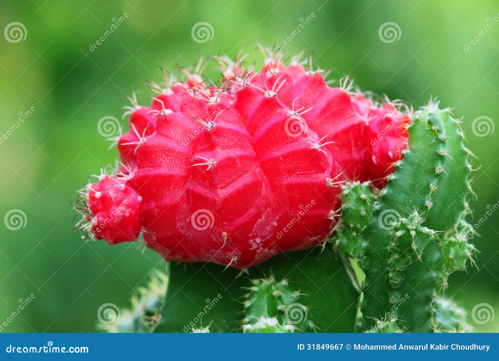 Cactus rojo de la luna imagen de archivo. Imagen de luna - 31849667