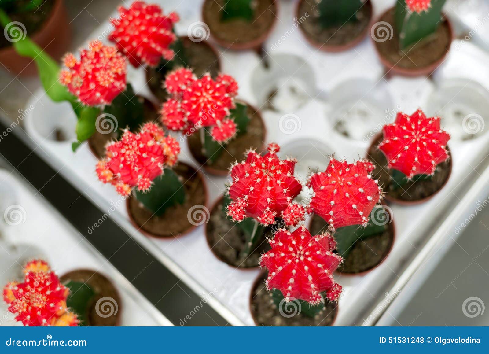Cactus rojo en la tienda foto de archivo. Imagen de ramo - 51531248