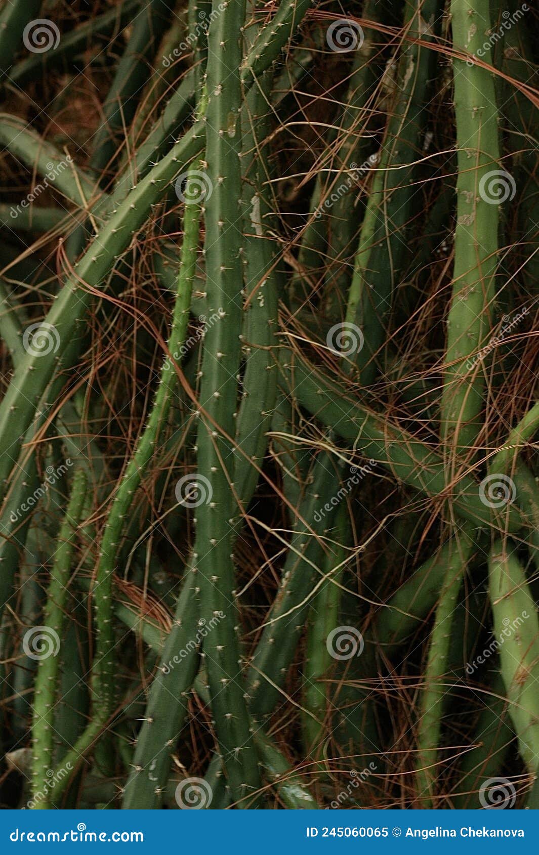Cactus with Roots Close Up View Stock Image - Image of blossom, beauty ...