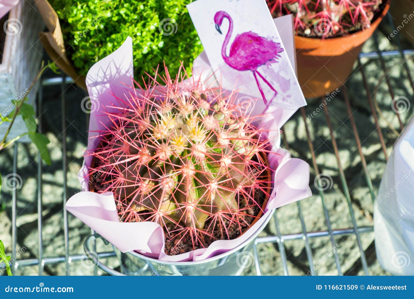 Cactus rosa immagine stock. Immagine di colture, modo - 116621509