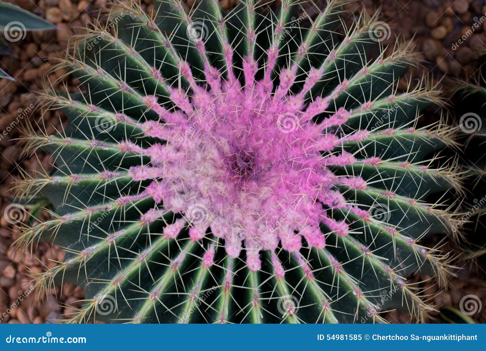 Cactus rose image stock. Image du détail, vert, cactus - 54981585