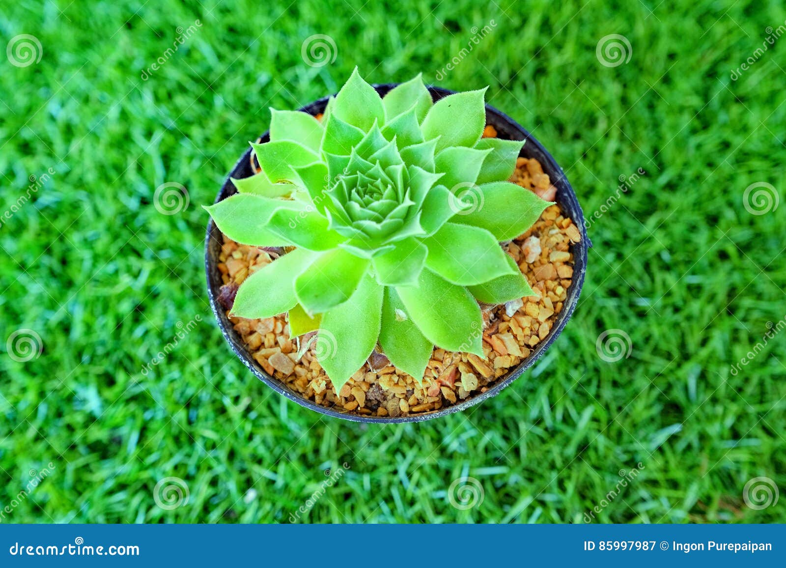 Cactus Rose Stock Image Image Of Garden Close Exotic 85997987