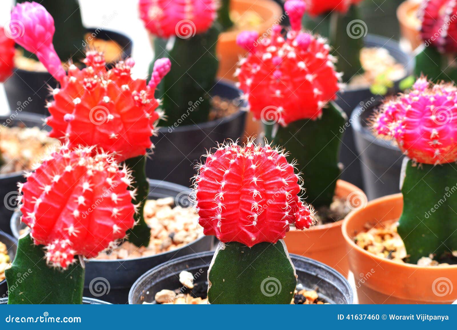 Cactus rouge de lune photo stock. Image du jour, bille - 41637460