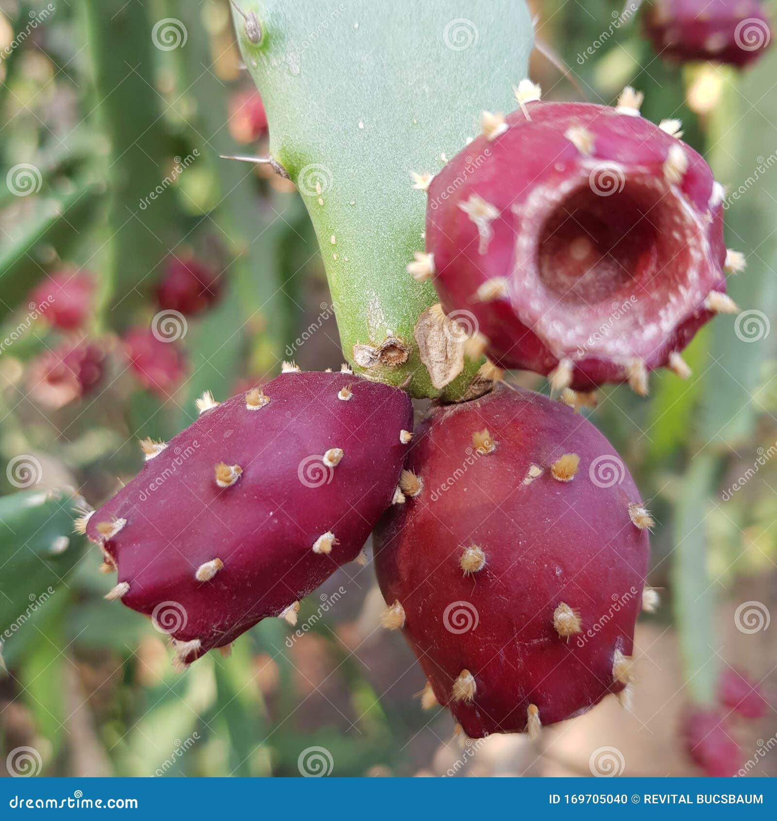 Cactus with sabra fruits stock photo. Image of fruits - 169705040