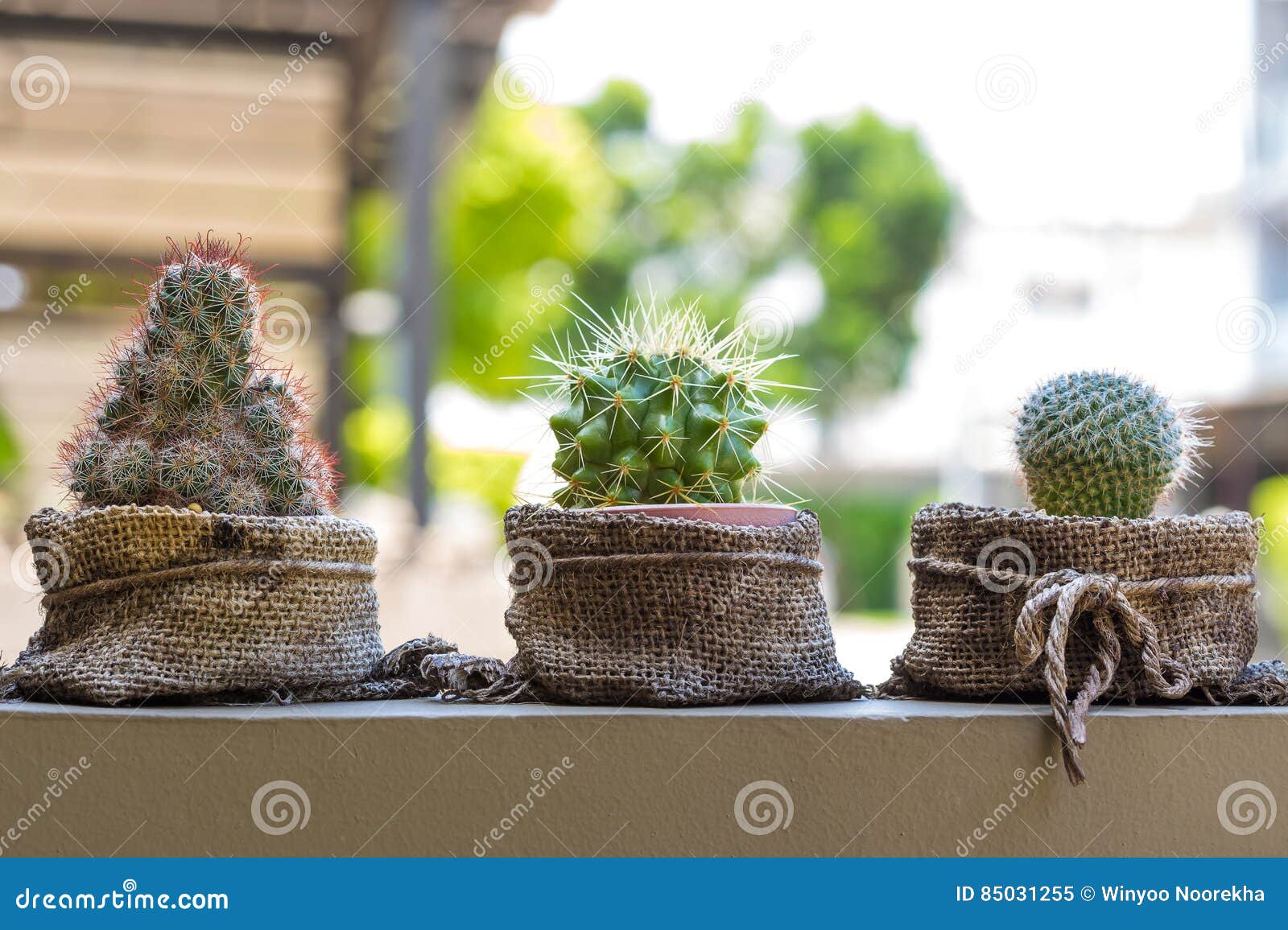 Cactus in sack bag. stock image. Image of house, fresh - 85031255