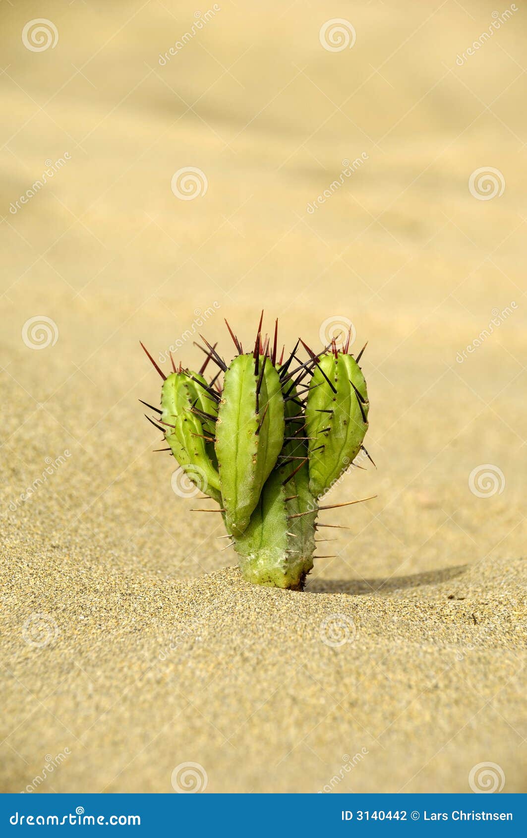 Cactus in the sand stock photo. Image of plant, botany - 3140442