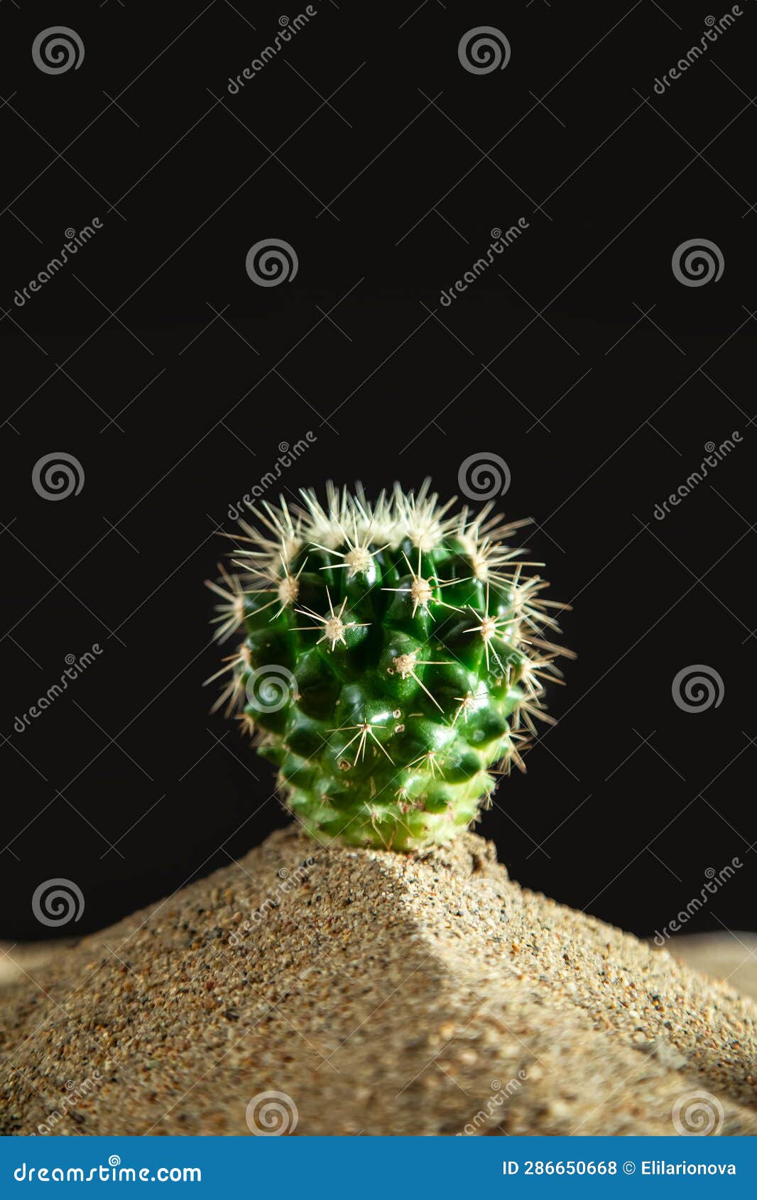 Cactus in the Sand. Black Background Stock Photo - Image of growth ...