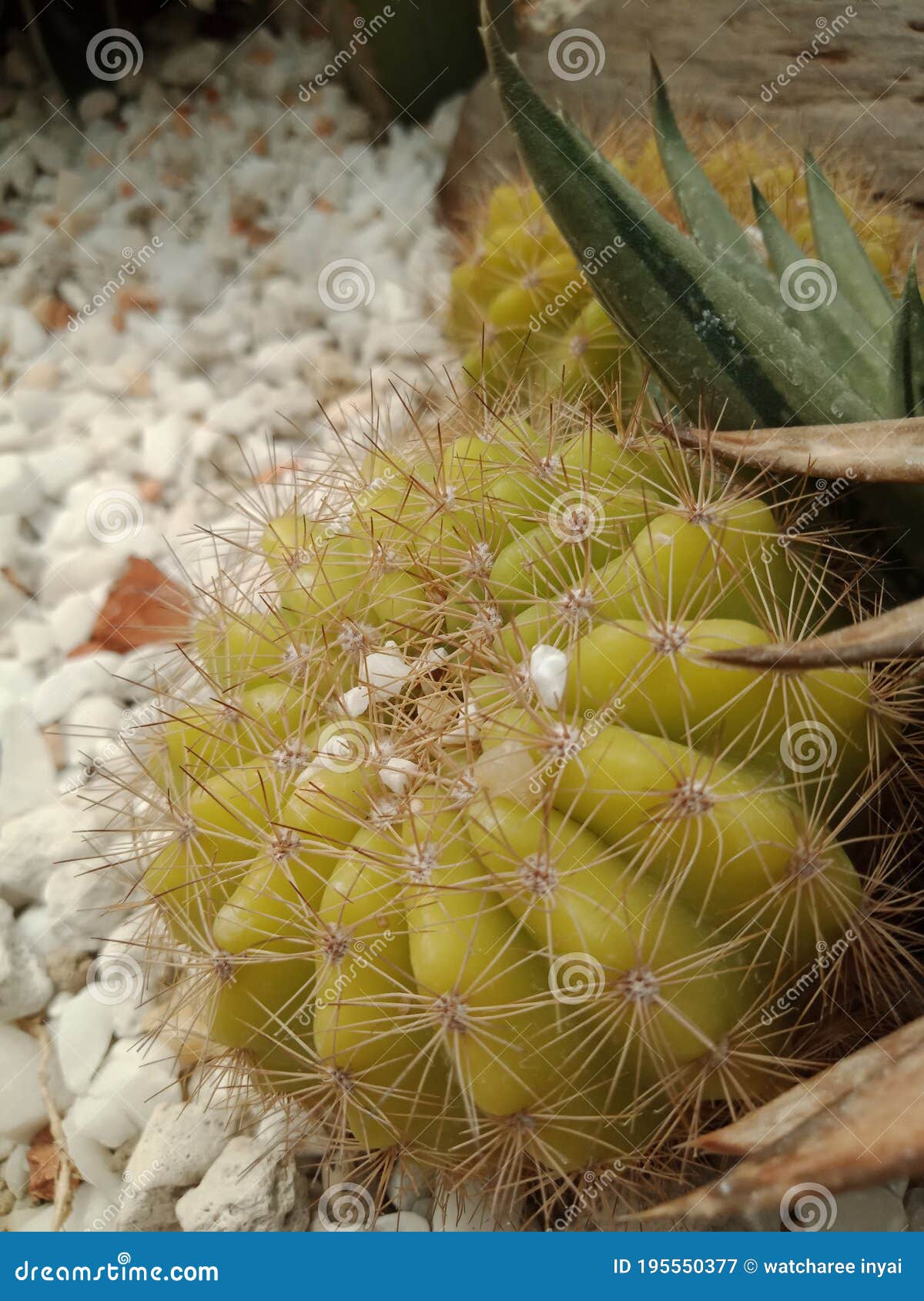 Cactus in the sand stock image. Image of flower, leaf - 195550377