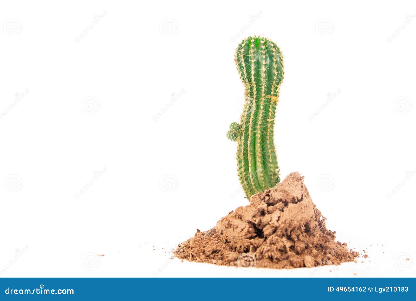 Cactus in the Sand at Full Length Stock Photo - Image of group, desert ...