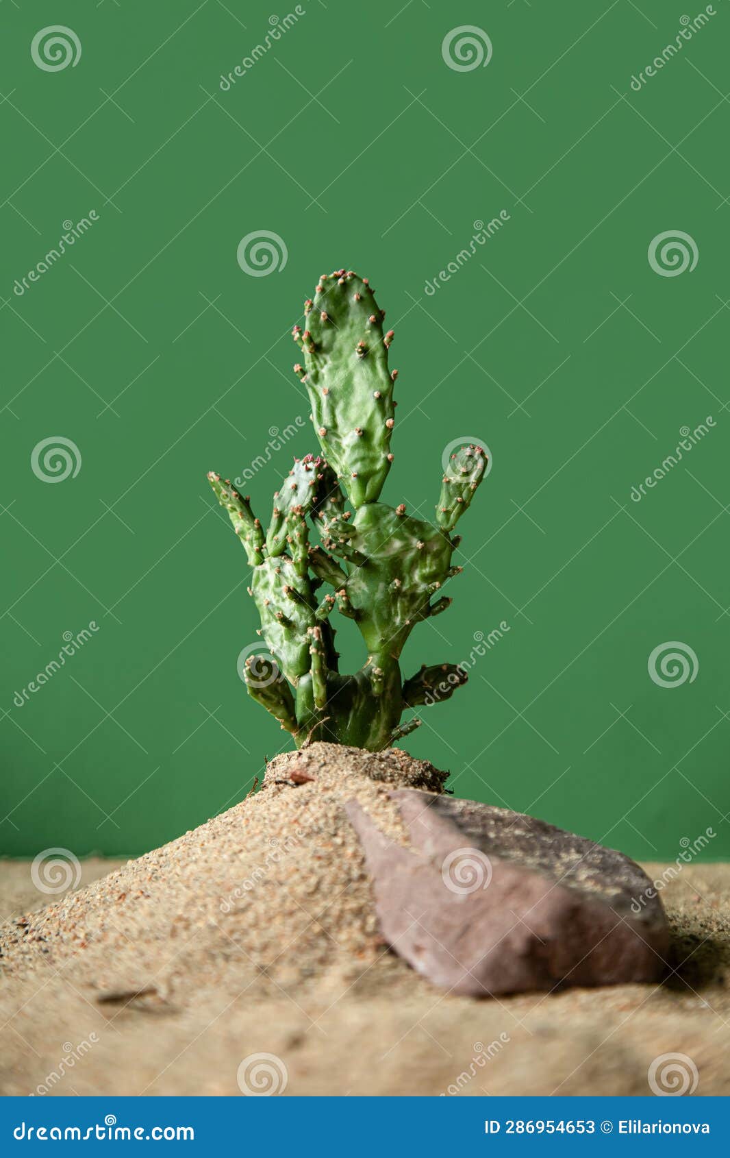 Cactus in the Sand. Green Background Stock Image - Image of cactus ...