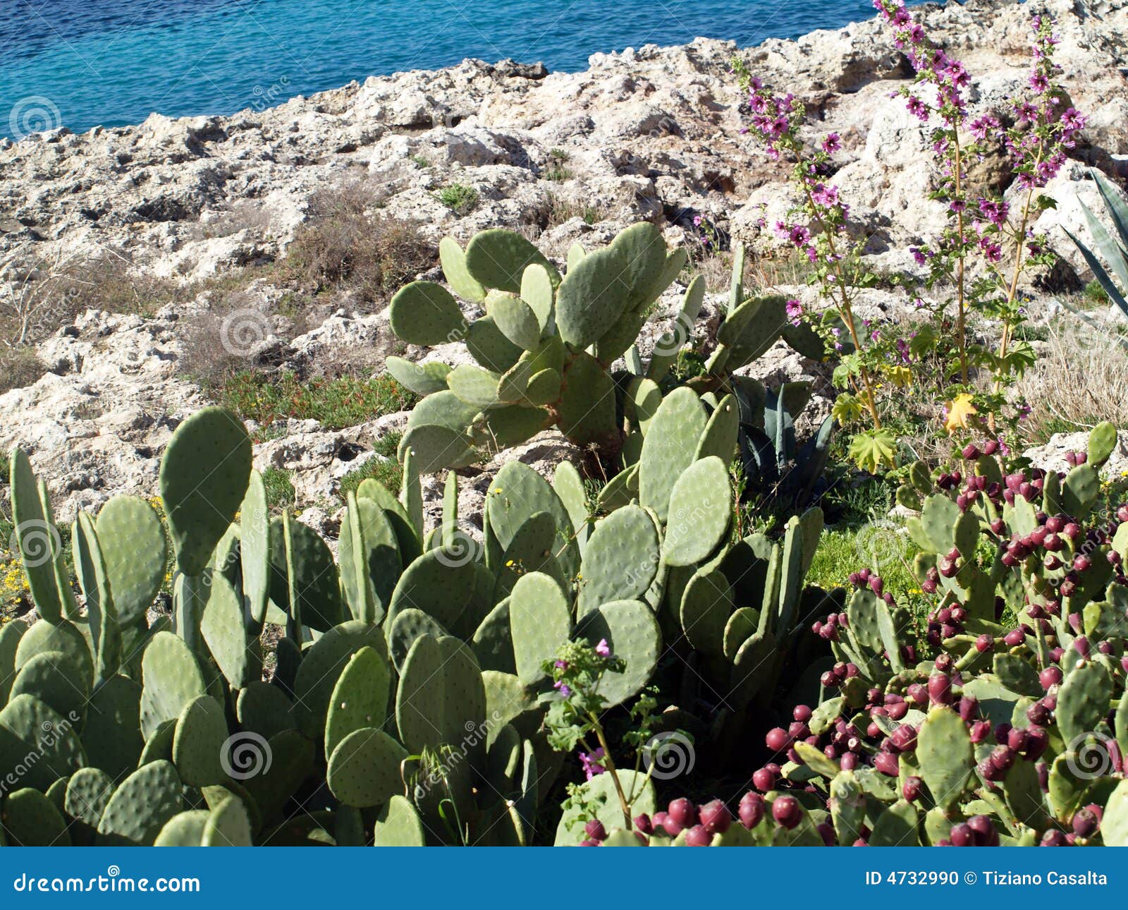 Cactus by sea stock photo. Image of rocky, coast, river - 4732990