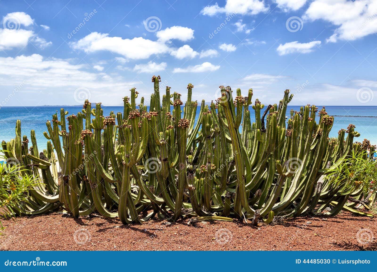 Cactus at seashore stock photo. Image of seascape, coastline - 44485030