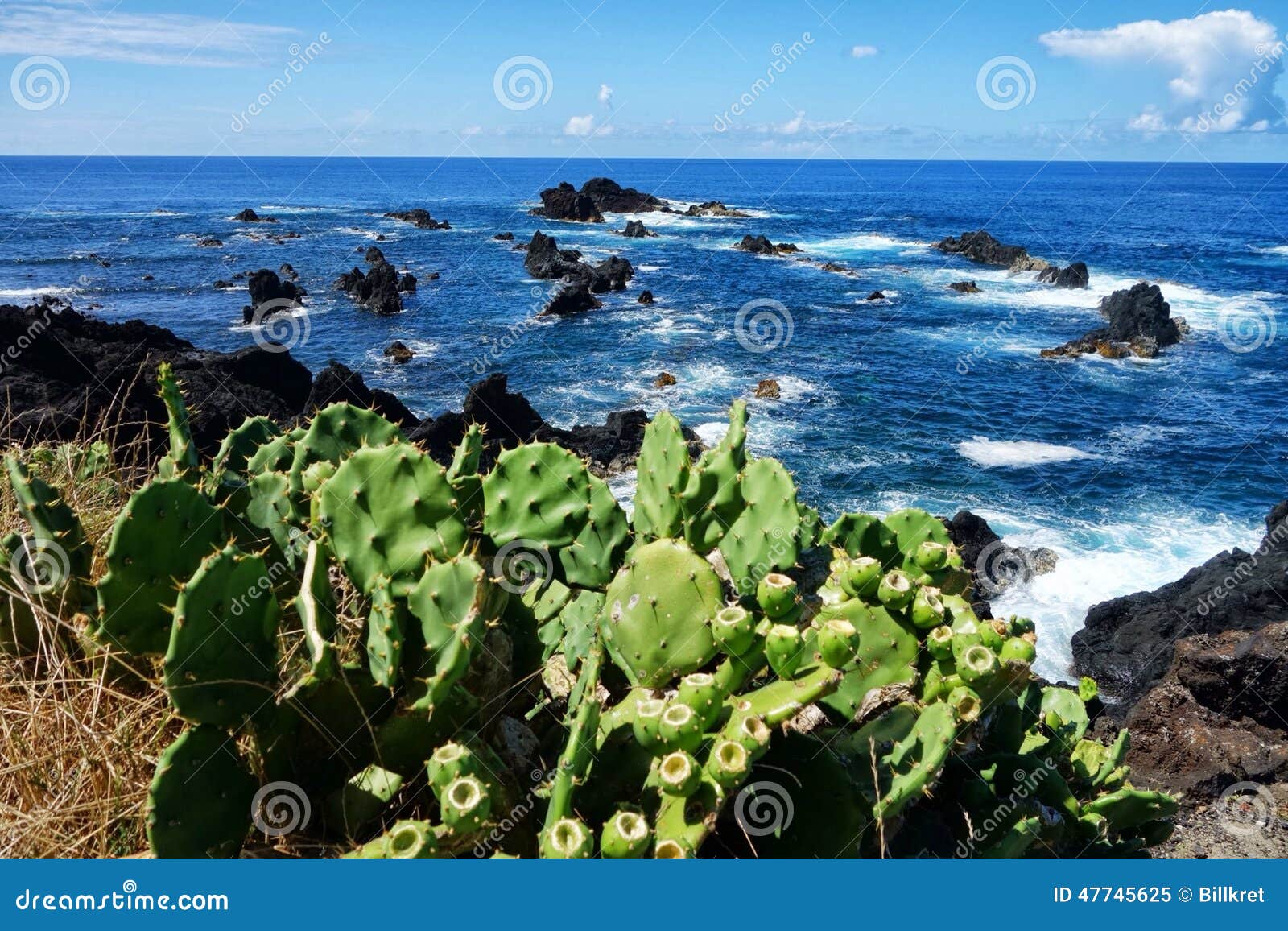 Cactus at seaside stock image. Image of waves, ocean - 47745625