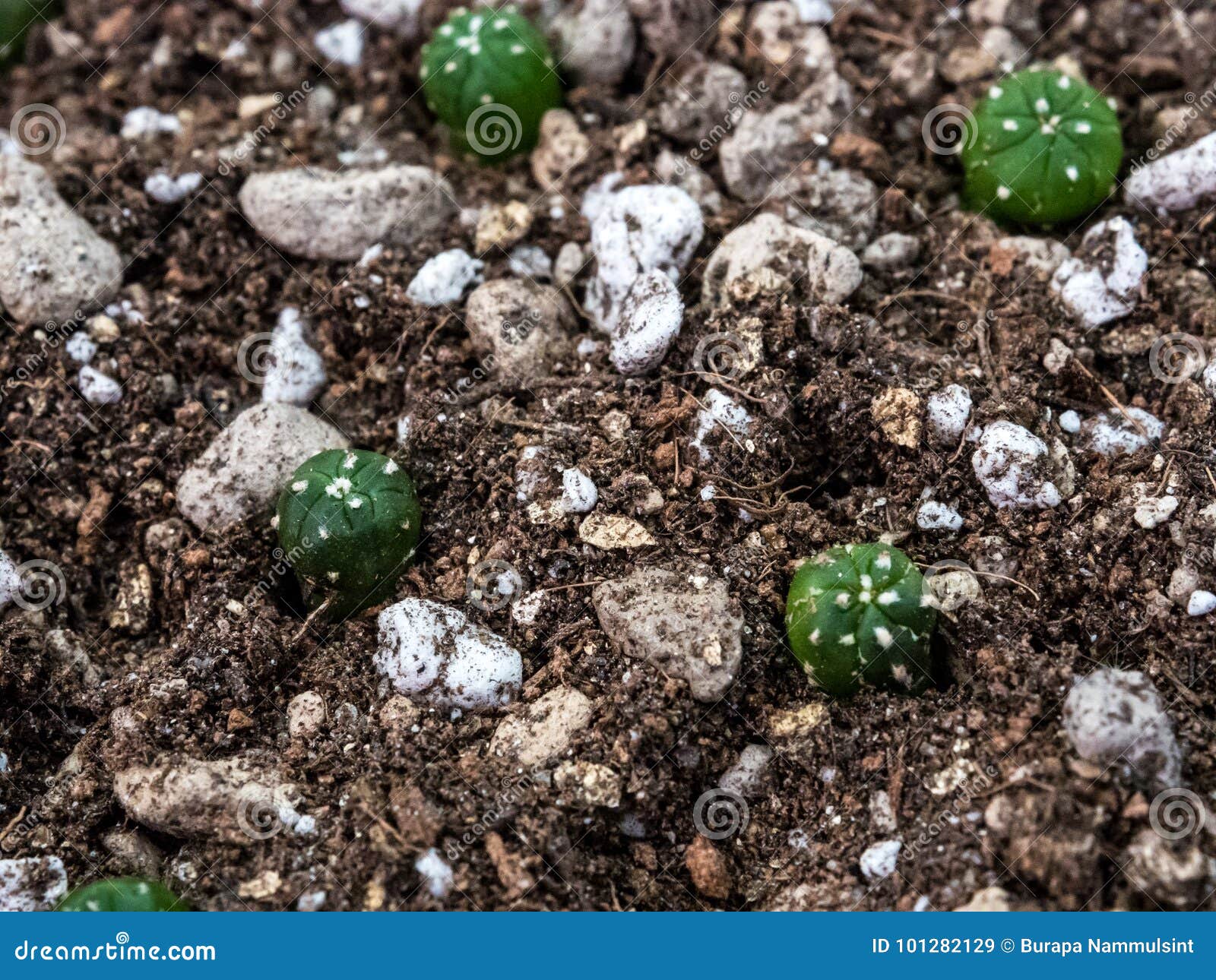 Cactus seedling stock image. Image of nature, garden - 101282129