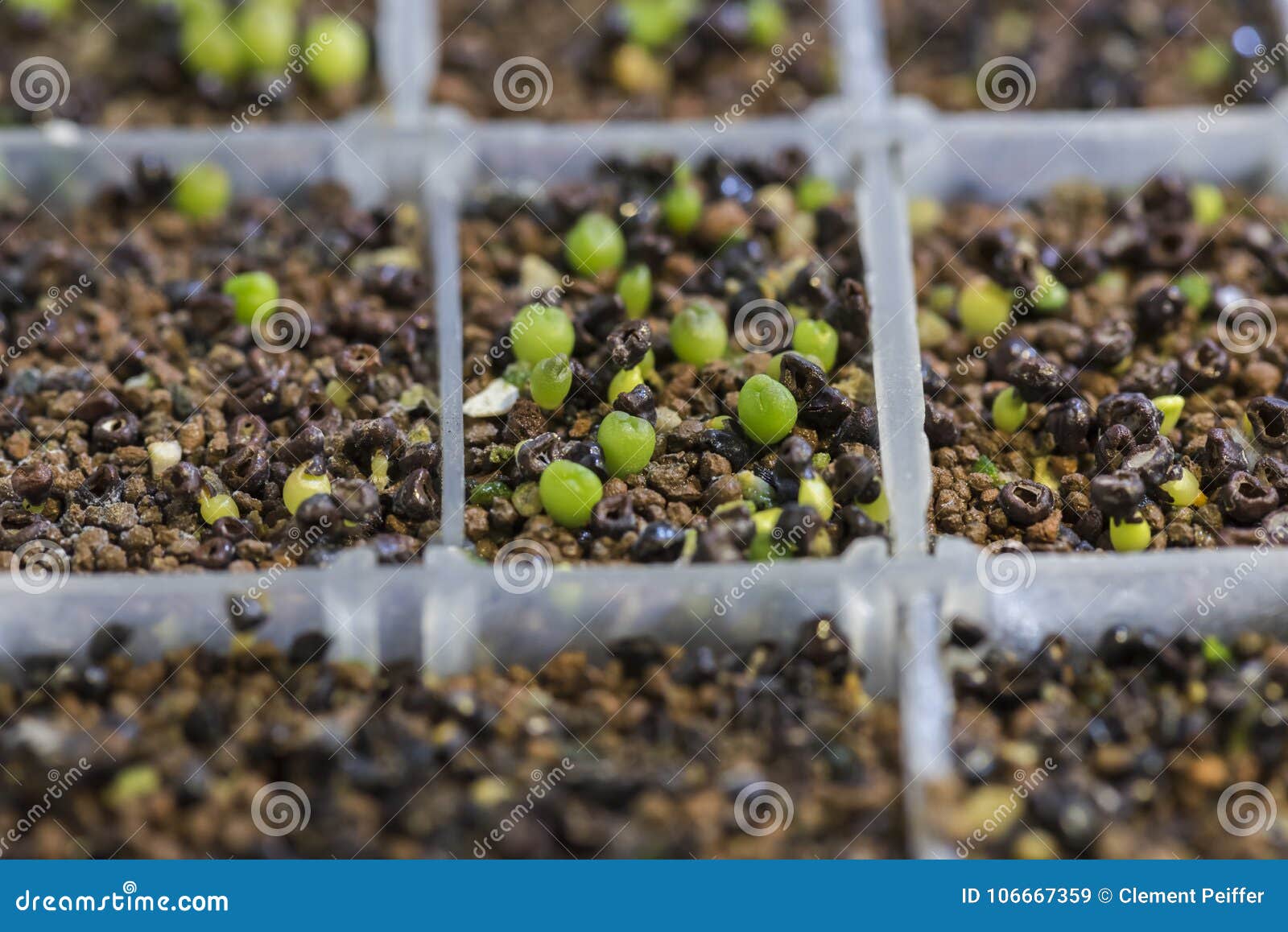 Cactus seedlings stock image. Image of grass, flowerpot - 106667359