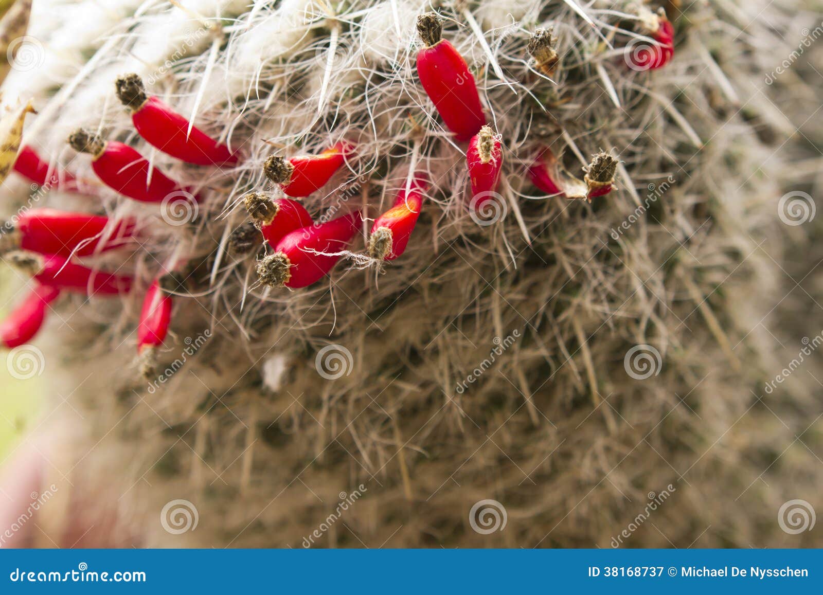 Cactus seeds stock image. Image of flowering, detail - 38168737